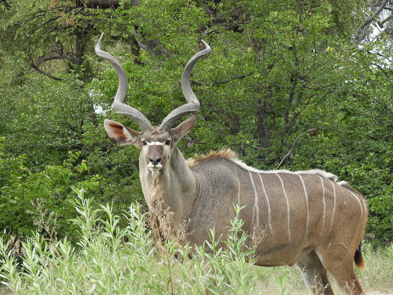 Tiger in Afrika!? - Roadtrip Namibia-Botswana / Chobe River | Bock auf ...